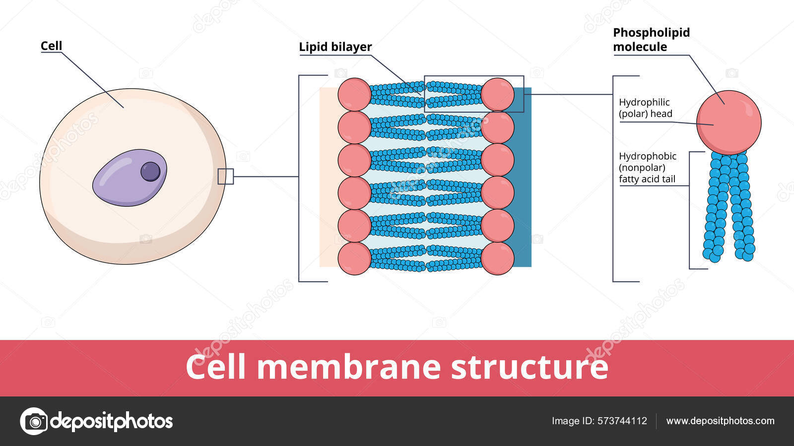 Phospholipid Bilayer Chemical Structure