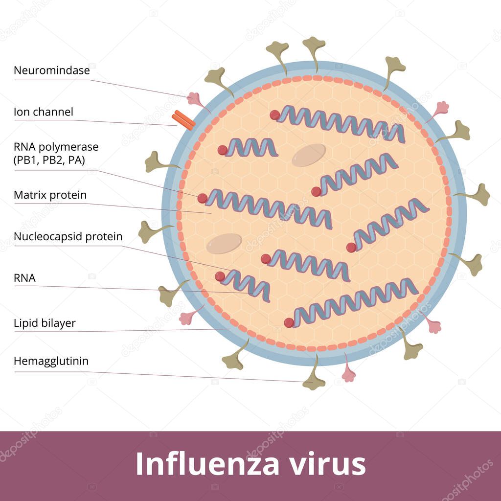 Virus de la influenza: esquema detallado del virión, incluyendo 8 ...