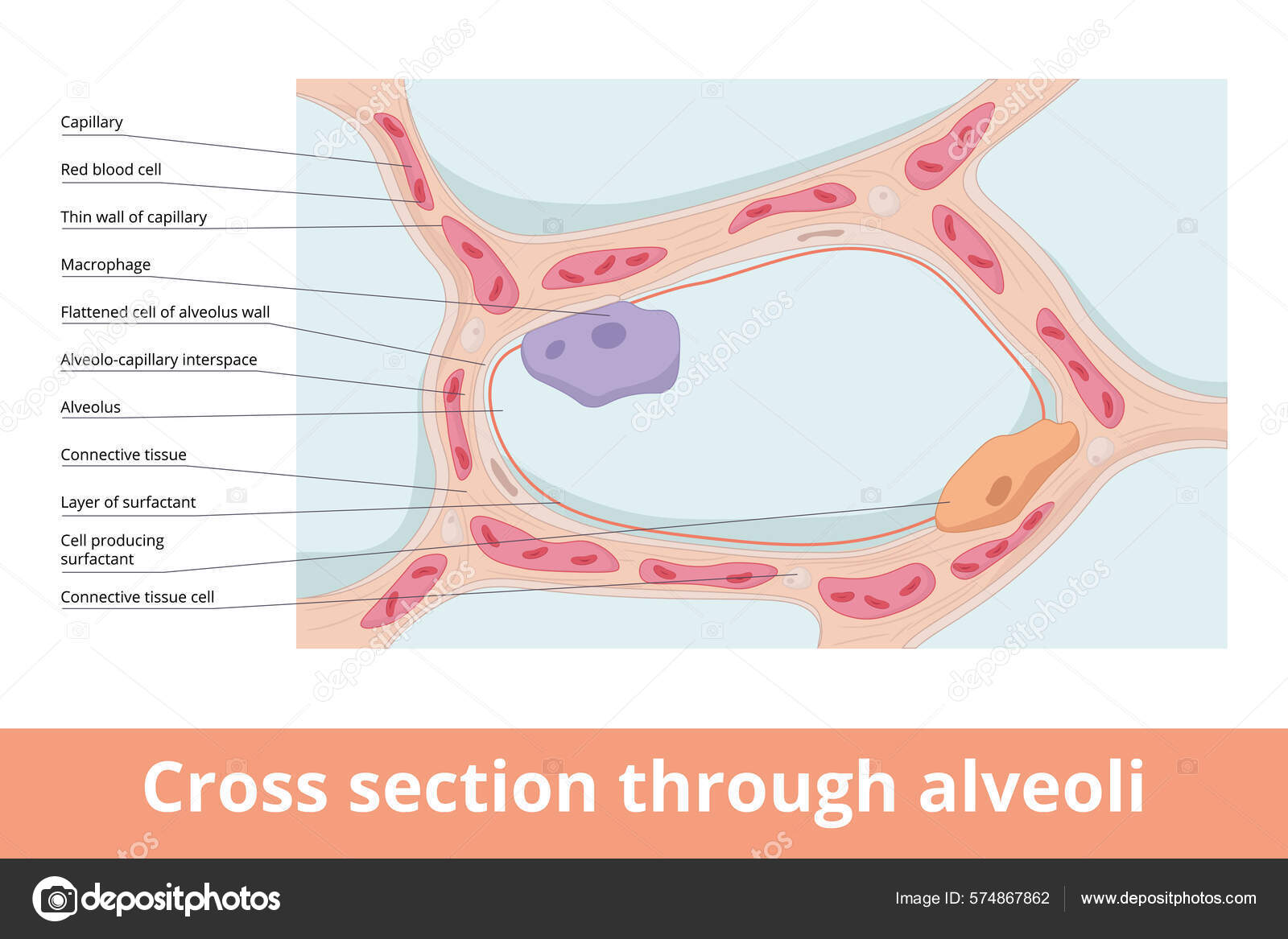 Alveoli Cross Section Showing Basic Structural Entities Cappilaries ...