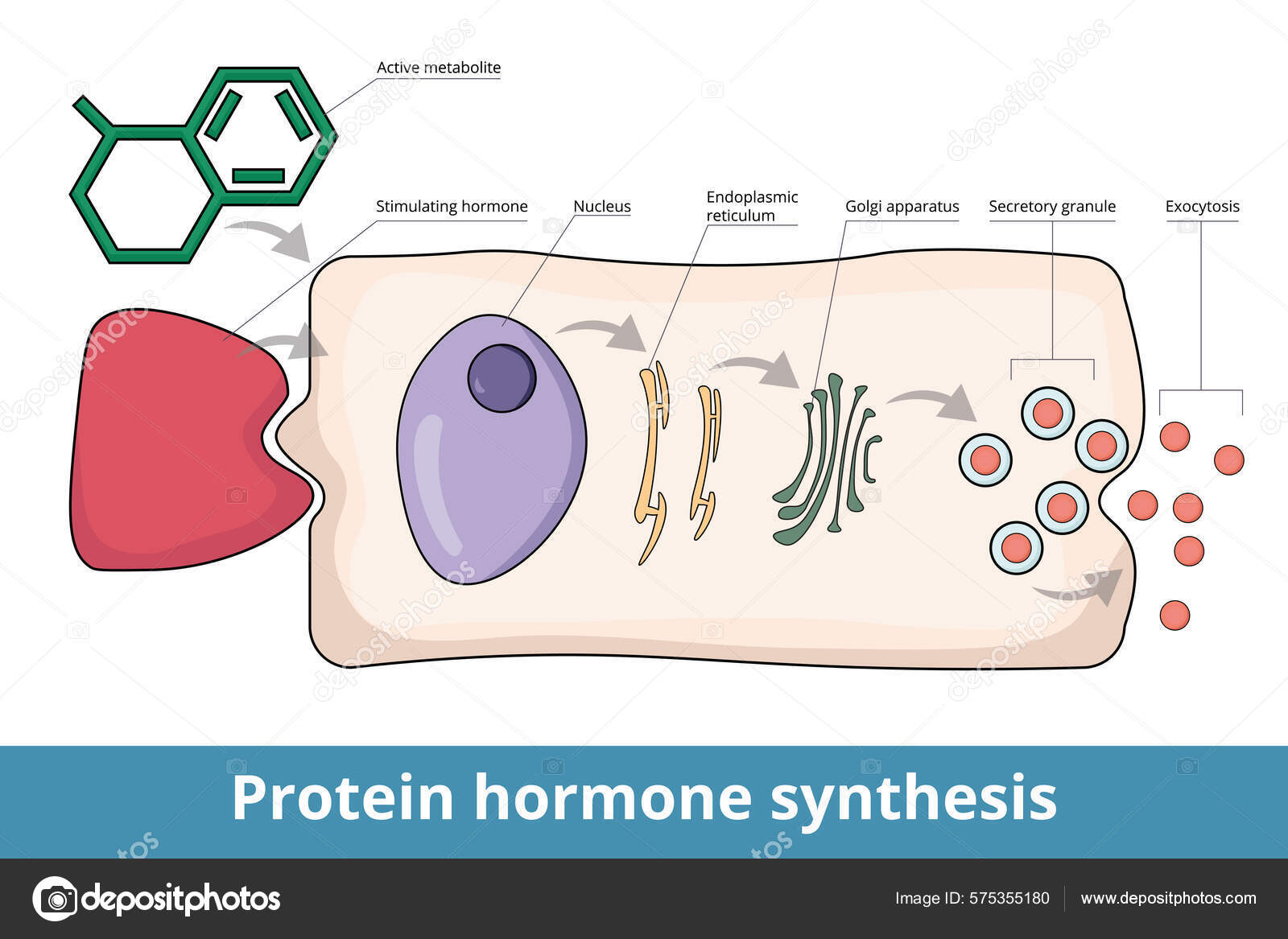 Proceso Síntesis Hormonas Proteicas Proceso Síntesis Hormonal Proteínas ...