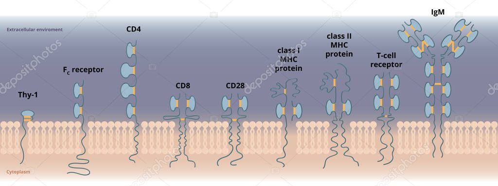 Prote nas de la superfamilia de inmunoglobulinas. Representaci n esquem tica de prote nas ...