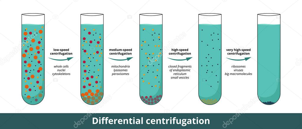 Visualización de centrifugación diferencial con 4 etapas a velocidades ...