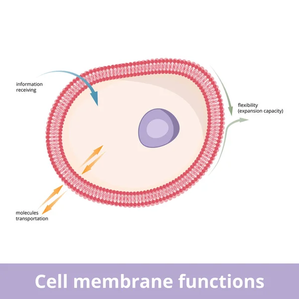 Types Cell Membrane Transportation Proteins Visualization Uniporter One ...