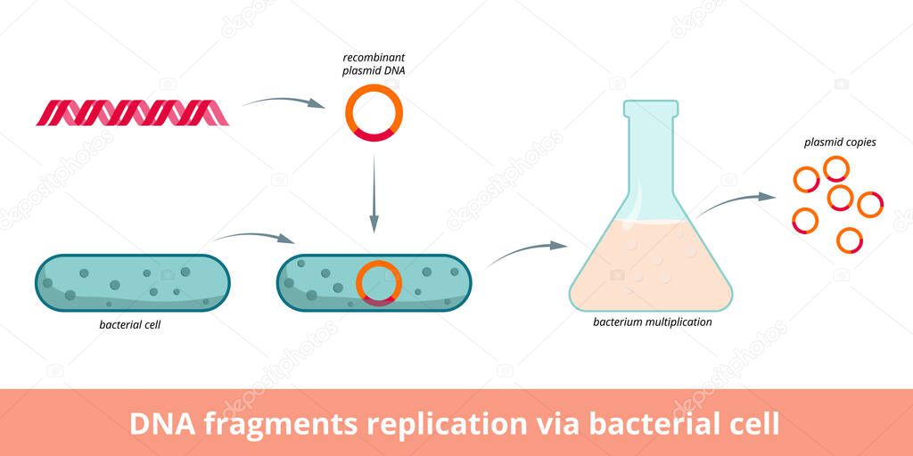 El ADN fragmenta la replicación a través de células bacterianas. El ...