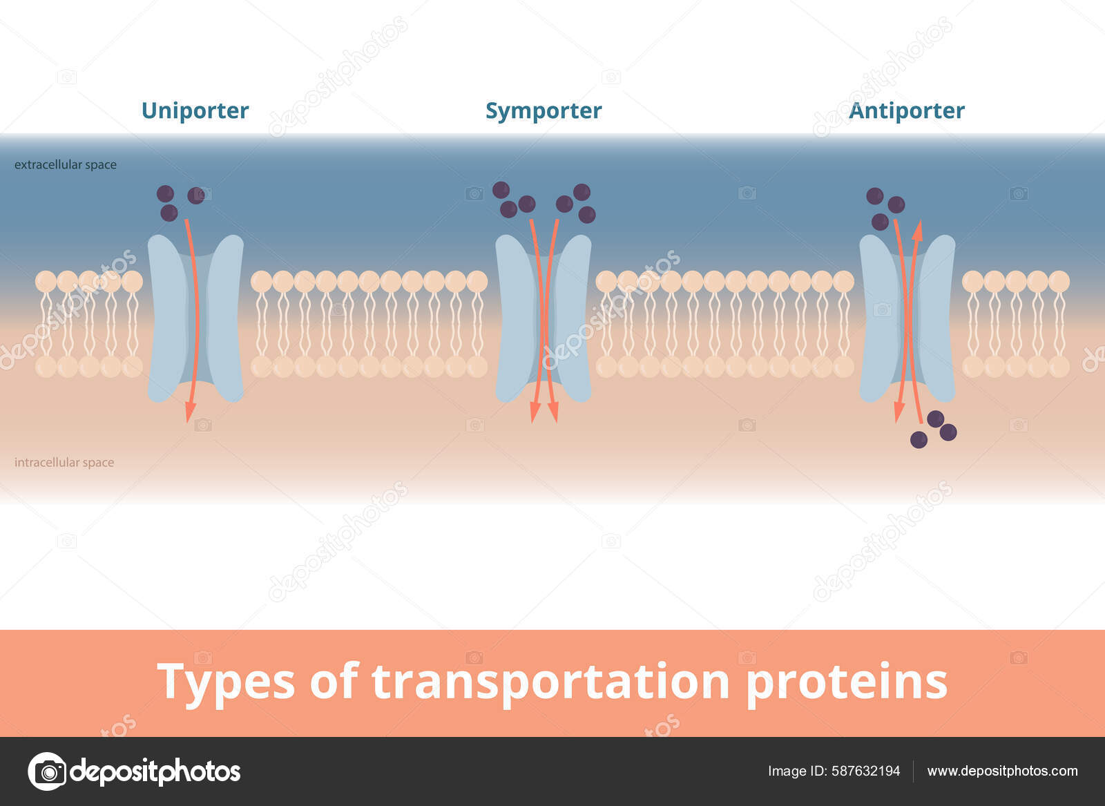 Types Cell Membrane Transportation Proteins Visualization Uniporter One ...