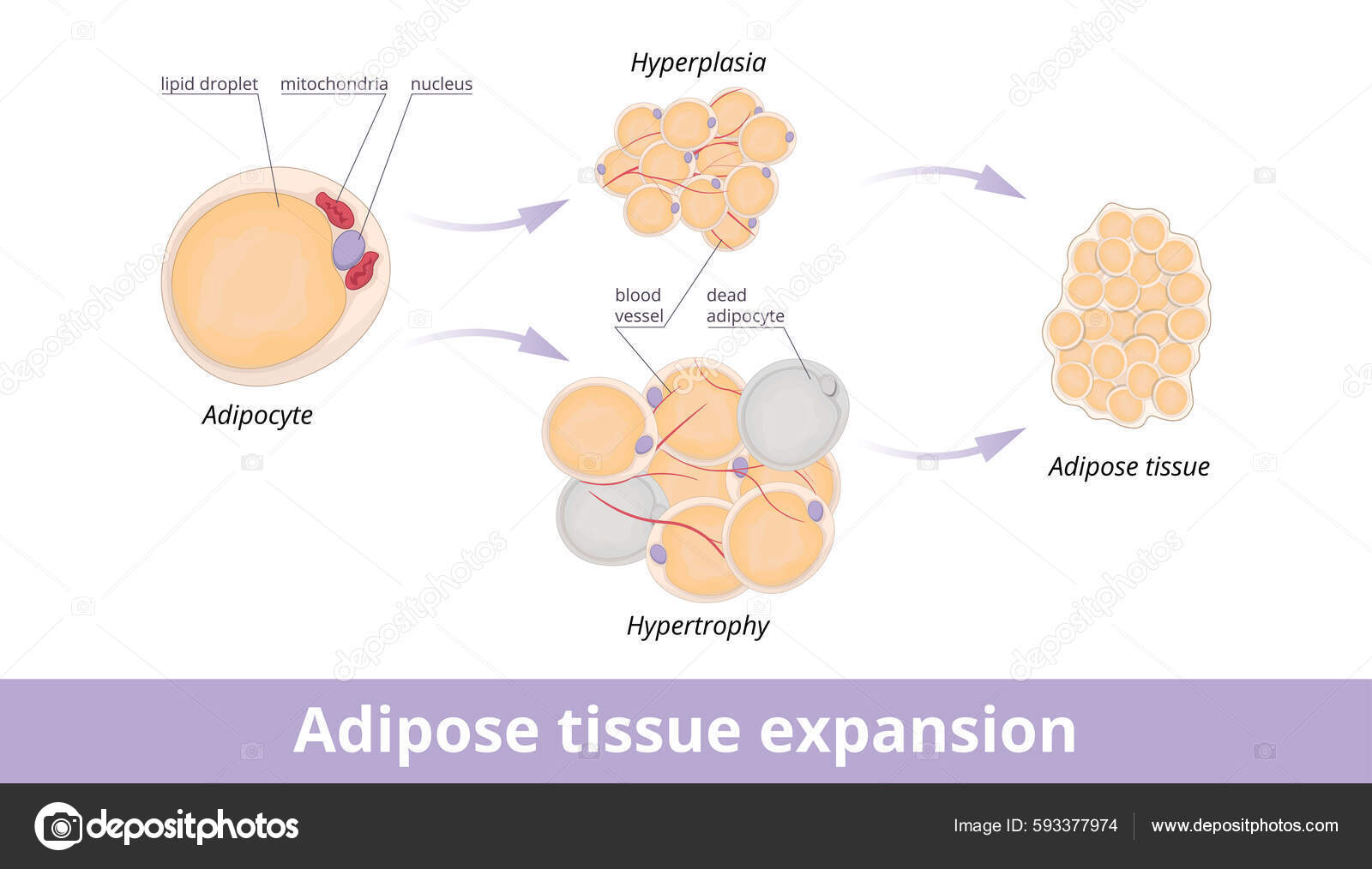 Vettoriale stockAdipose Tissue Expansion Mechanisms Adipose Tissue ...