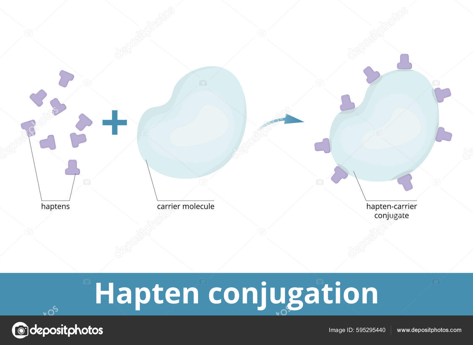 Hapten Conjugation Haptens Small Molecules Elicit Immune Response ...