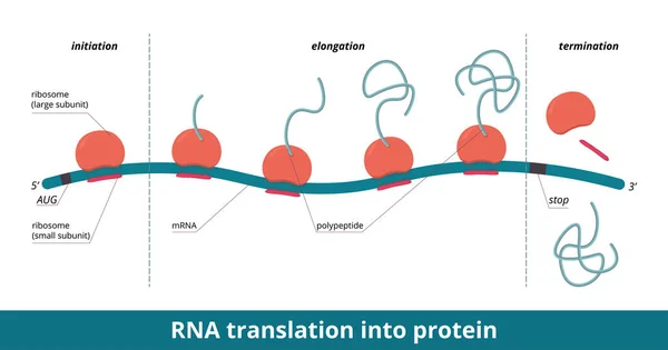 Protein synthesis Vector Images | Depositphotos