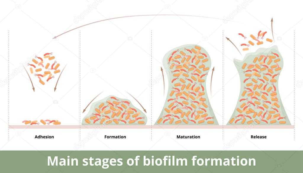Main Stages Biofilm Formation Microorganisms Bacteria Attach Surfaces ...