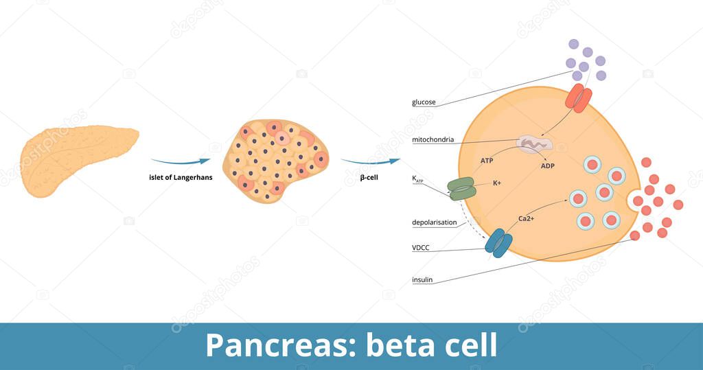 Páncreas: células beta. -células son un tipo de célula que se encuentra ... Páncreas: células beta. -células son un tipo de célula que se encuentra ...