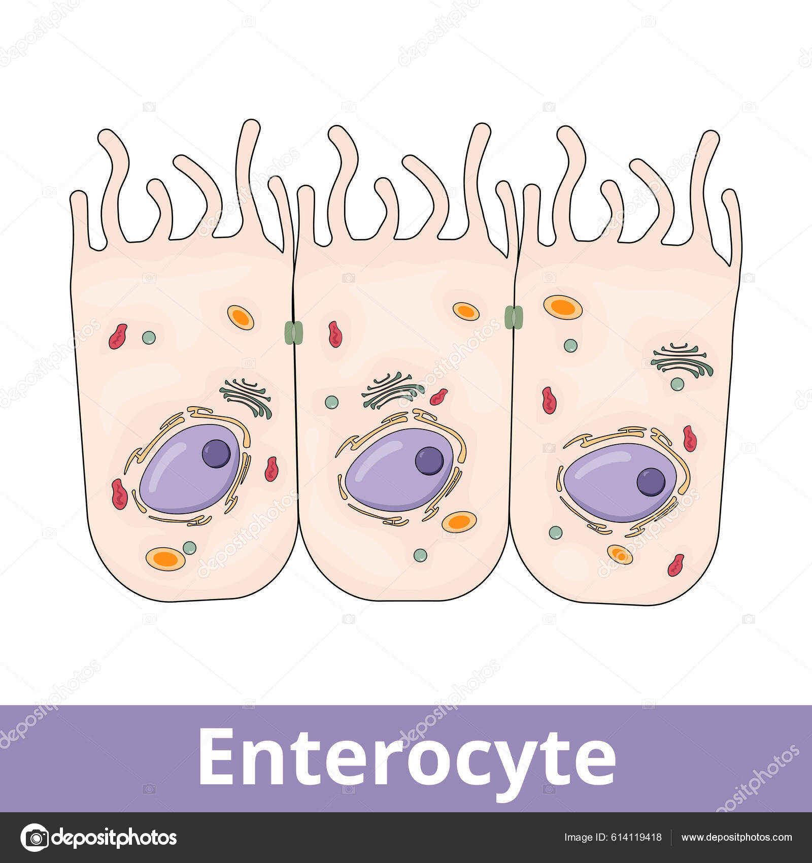 Enterocyte Intestinal Absorptive Cells Simple Columnar Epithelial Cells ...