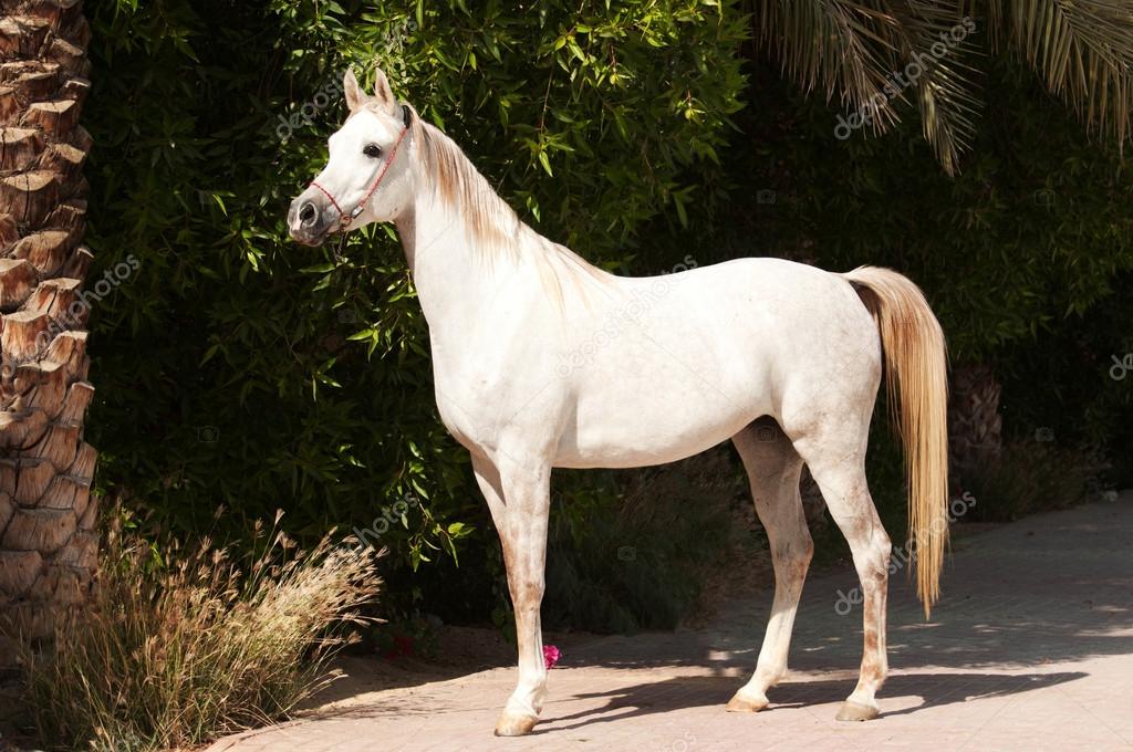 White Arabian Horses