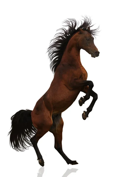 White horse Stock Photos, Royalty Free White horse Images | Depositphotos