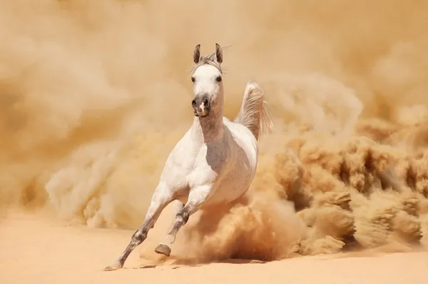 Pure White Arabian Horse