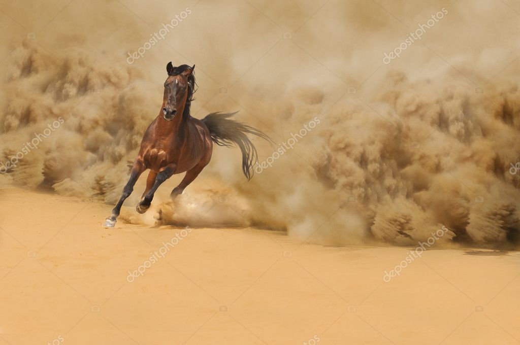 Arabian Horses Running In The Desert