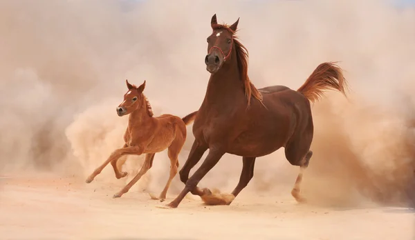 Mare and foal Stock Photos, Royalty Free Mare and foal Images ...