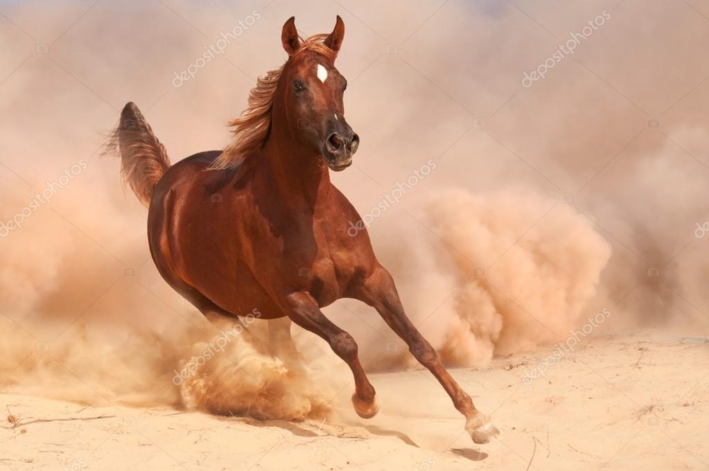 Purebred arabian horse running in desert ⬇ Stock Photo, Image by © Loya ...