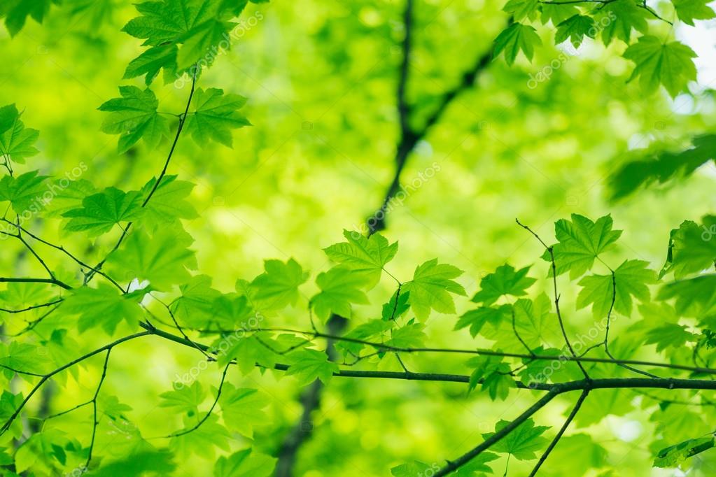 Natural Green Background Stock Photo by ©EpicStockMedia 29970411