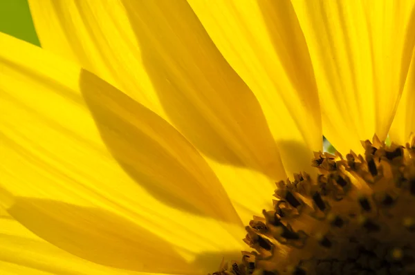 Inflorescence Sunflower Helianthus Annuus Petals Seed Head — Stock ...