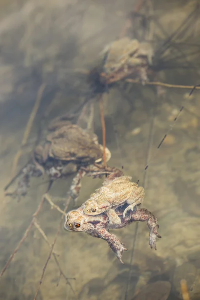 Fotos de Sapos de sol secada, Imagens de Sapos de sol secada sem ...