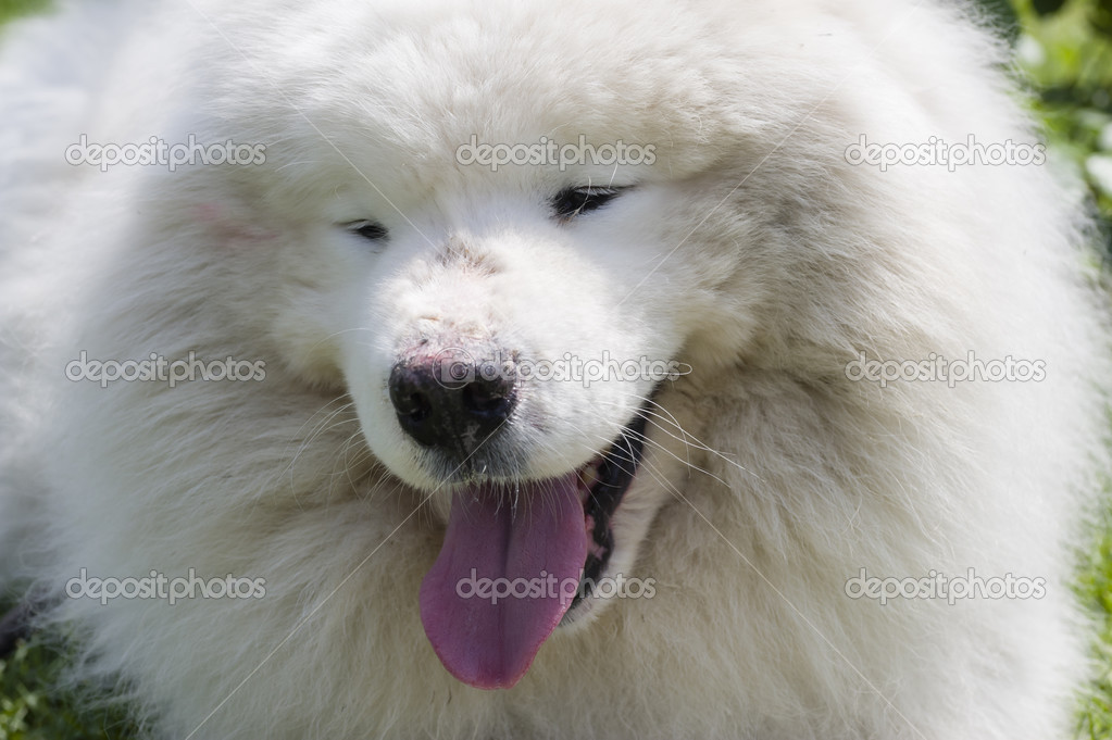 Chien Samoyède closeup — Photographie alessandrozocc © #27254785