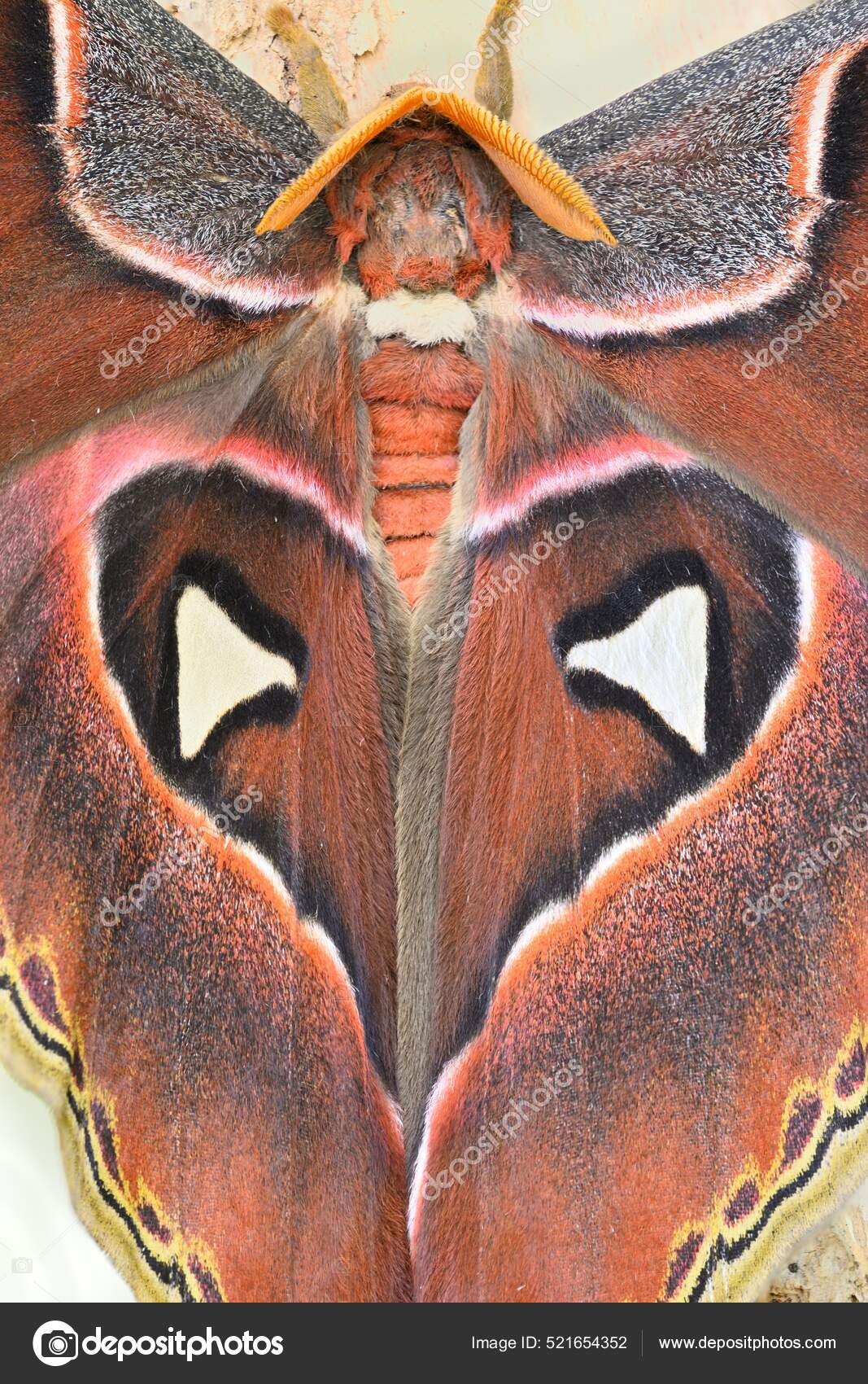 Moth Wing Close Up