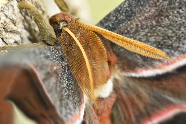 Moth wing Stock Photos, Royalty Free Moth wing Images | Depositphotos