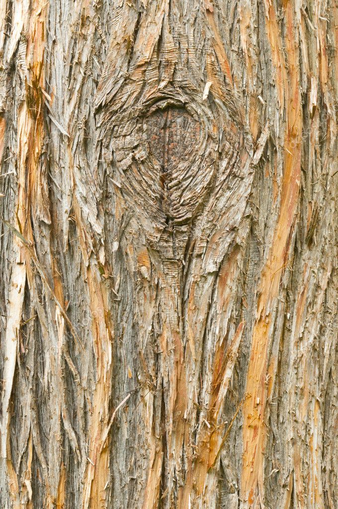 Detail of the European yew, taxus baccata, tree bark — Stock Photo ...