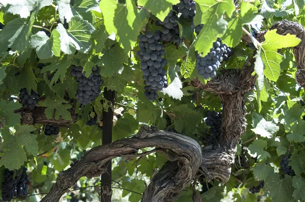Dead grape vine Stock Photos, Royalty Free Dead grape vine Images ...