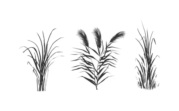 100,000 Sweetgrass Vector Images | Depositphotos