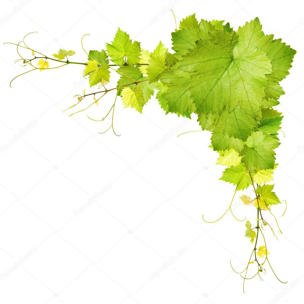 Collage of vine leaves Stock Photo by ©rsedlacek 29782291