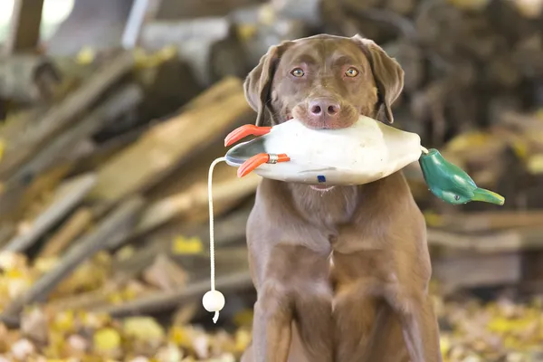 Hunting Dog — Stock Photo © actionsports #14034956