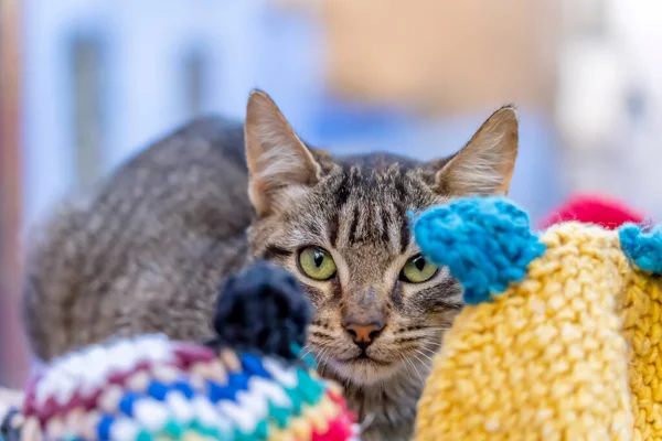 Arab cats Stock Photos, Royalty Free Arab cats Images | Depositphotos