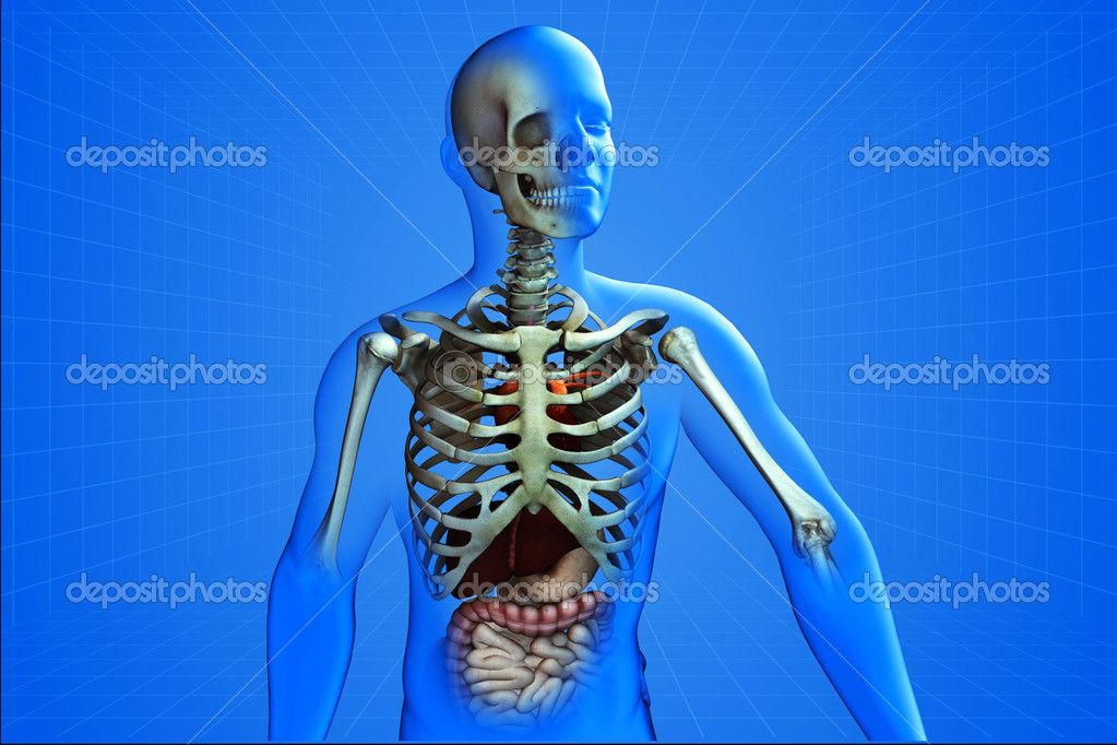 X-Ray of human Stock Photo by ©vitstudio 35637365