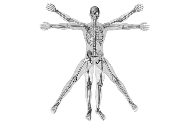 Vitruvian man Stock Photos, Royalty Free Vitruvian man Images ...