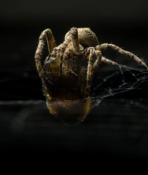 House spiders Stock Photos, Royalty Free House spiders Images ...