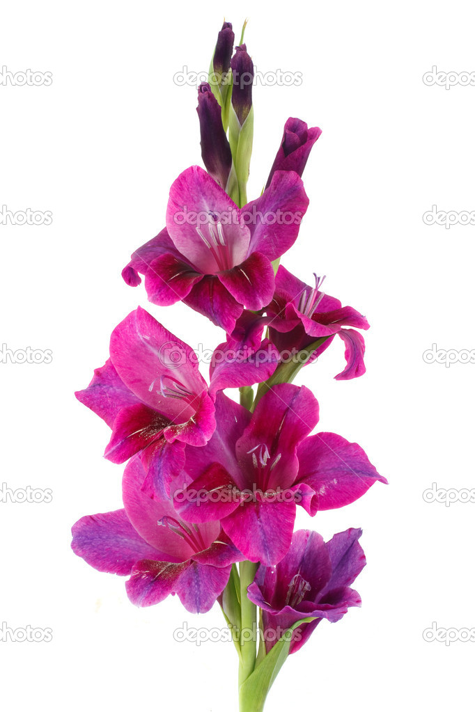 Purple gladiolus Stock Photo by ©lenyvavsha 12367014