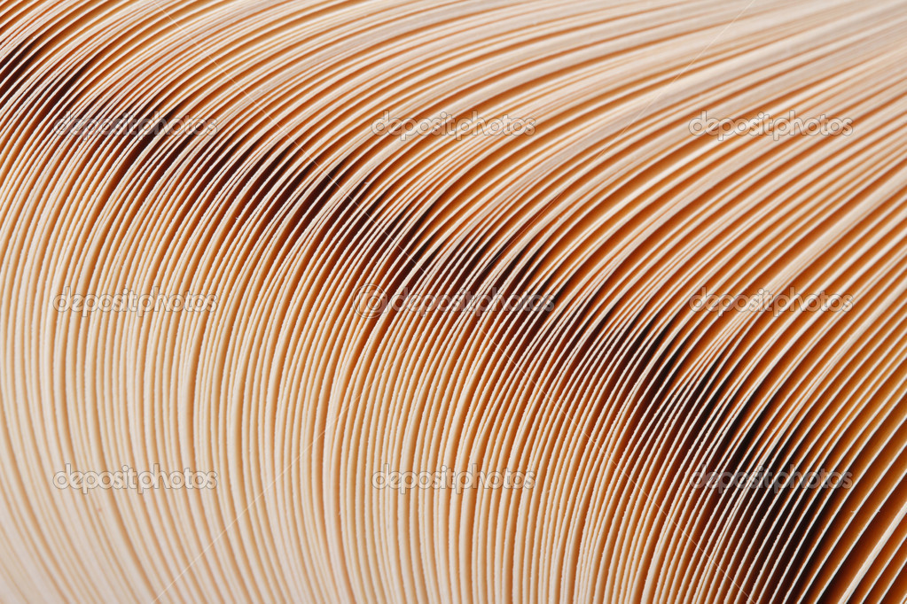 Book pages closeup. background. texture — Stock Photo © lenyvavsha ...