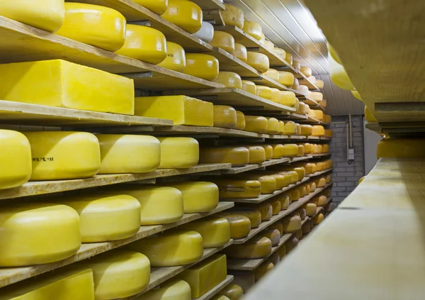 cheese factory - Stock Image - Everypixel