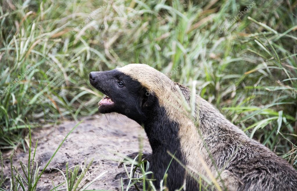 African honey ratel Stock Photo by ©compuinfoto 43515157