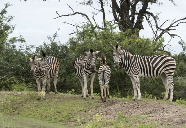 A photo of savanna zebra stand Stock Photos, Royalty Free A photo of ...