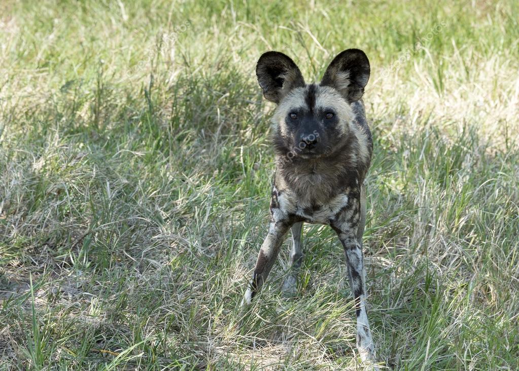 African wild dog standing and staring in wild life safari park Stock ...