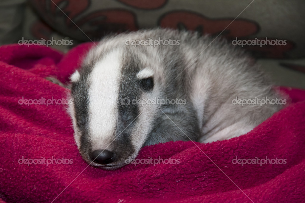 European Badger Baby