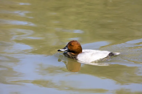 Canard roux Stock Photos, Royalty Free Canard roux Images | Depositphotos