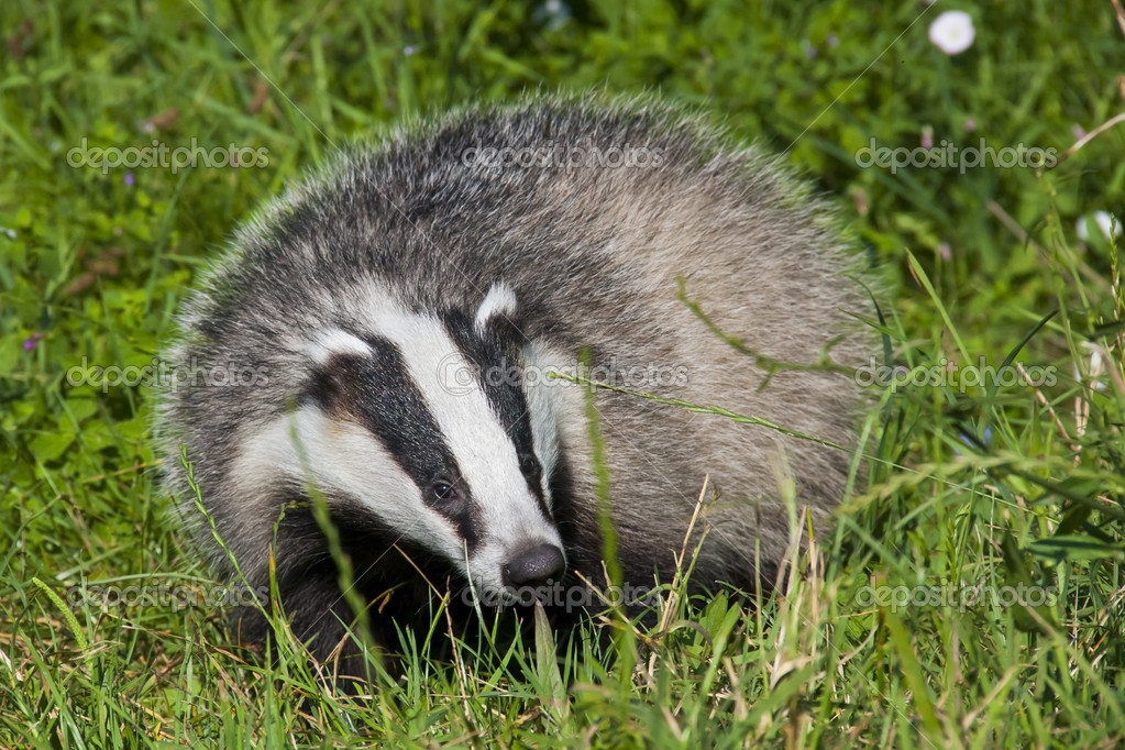 European badger — Stock Photo © belizar #28899603