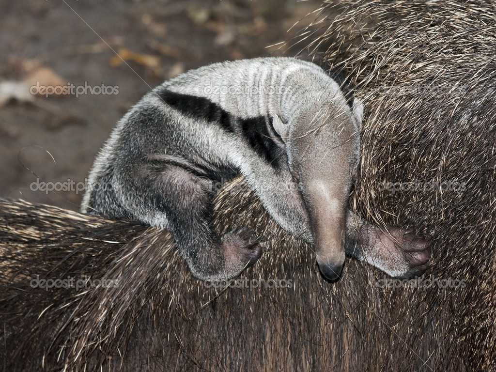 Anteater baby Stock Photo by ©belizar 34657335