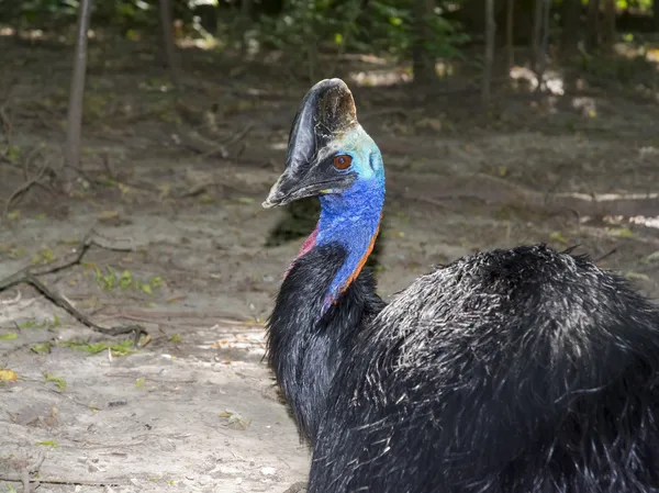 Cassowary Stock Photos, Royalty Free Cassowary Images | Depositphotos