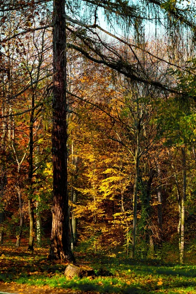 Hello trees Images - Search Images on Everypixel