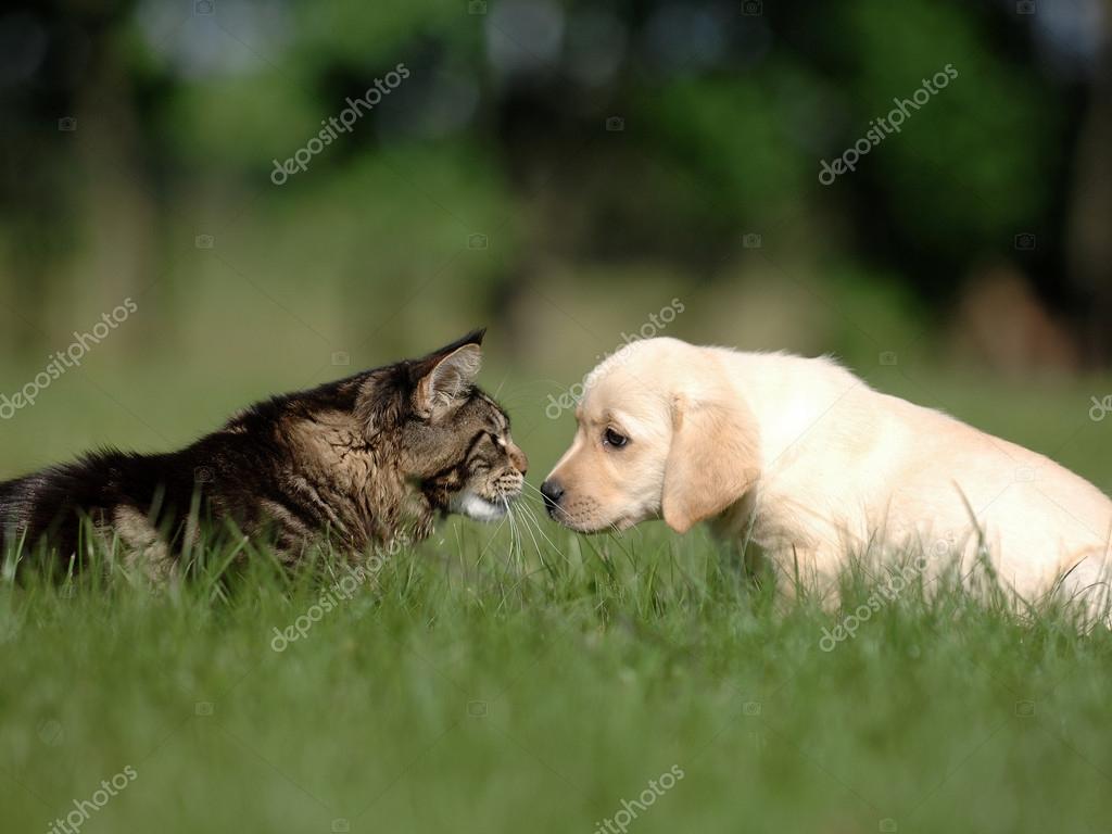 Labrador puppy and cat love and friendship — Stock Photo © okeanas ...