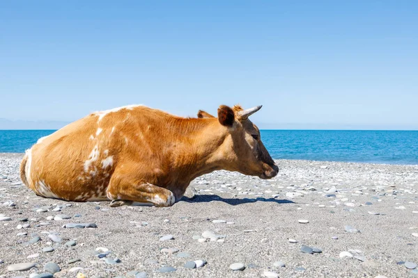 Vaca marina fotos de stock, imágenes de Vaca marina sin royalties ...